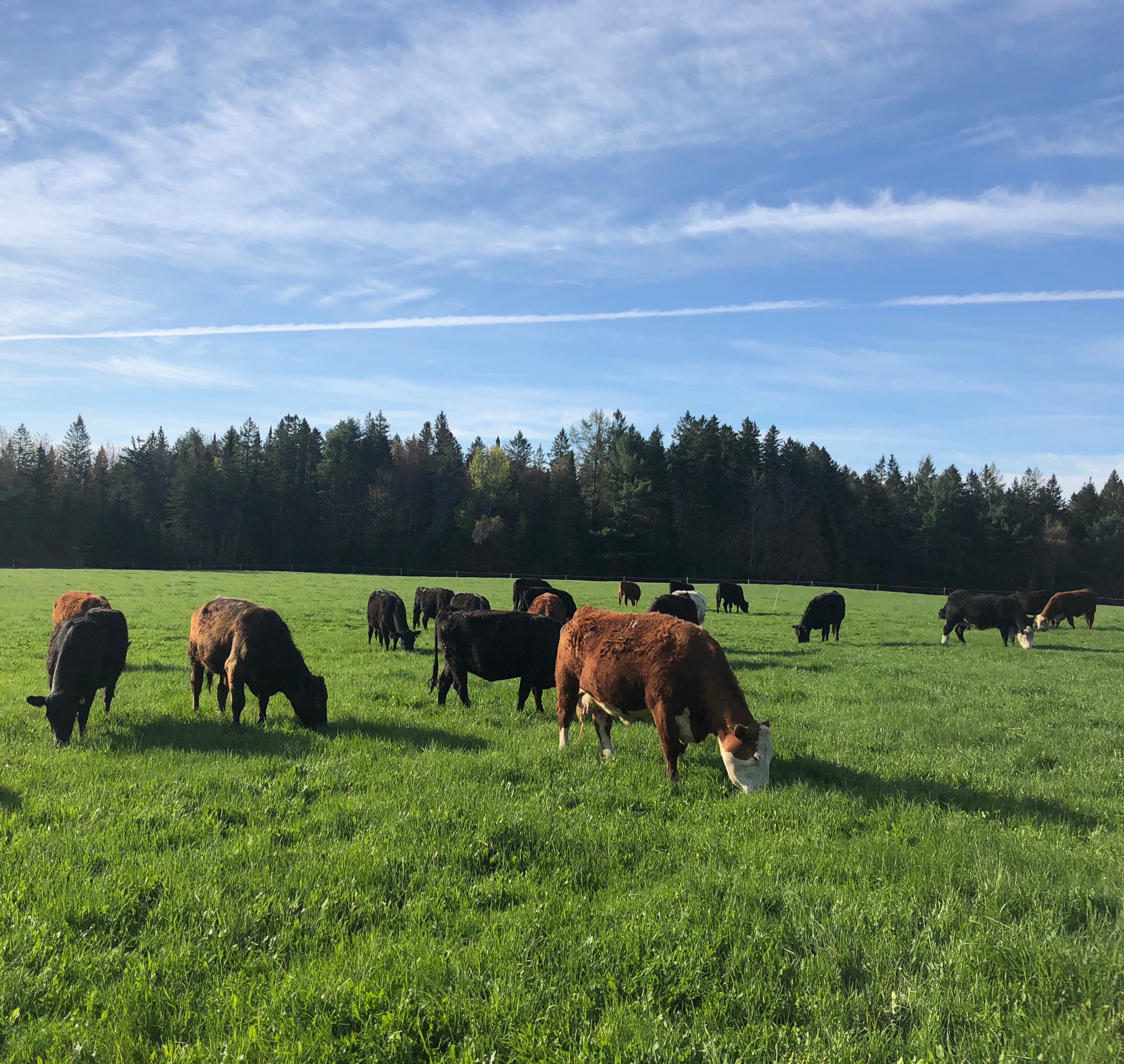 Beef Liver – Heartstone Farm