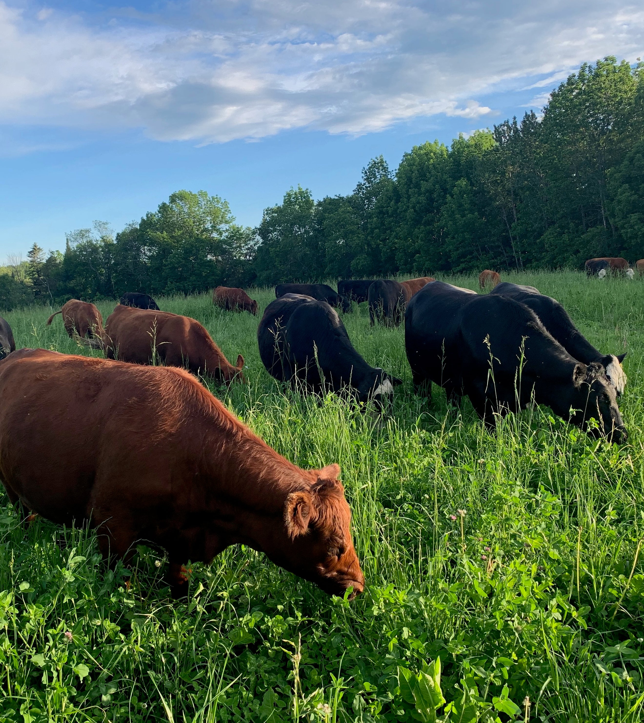 100% Grass Fed Ground Beef – Heartstone Farm