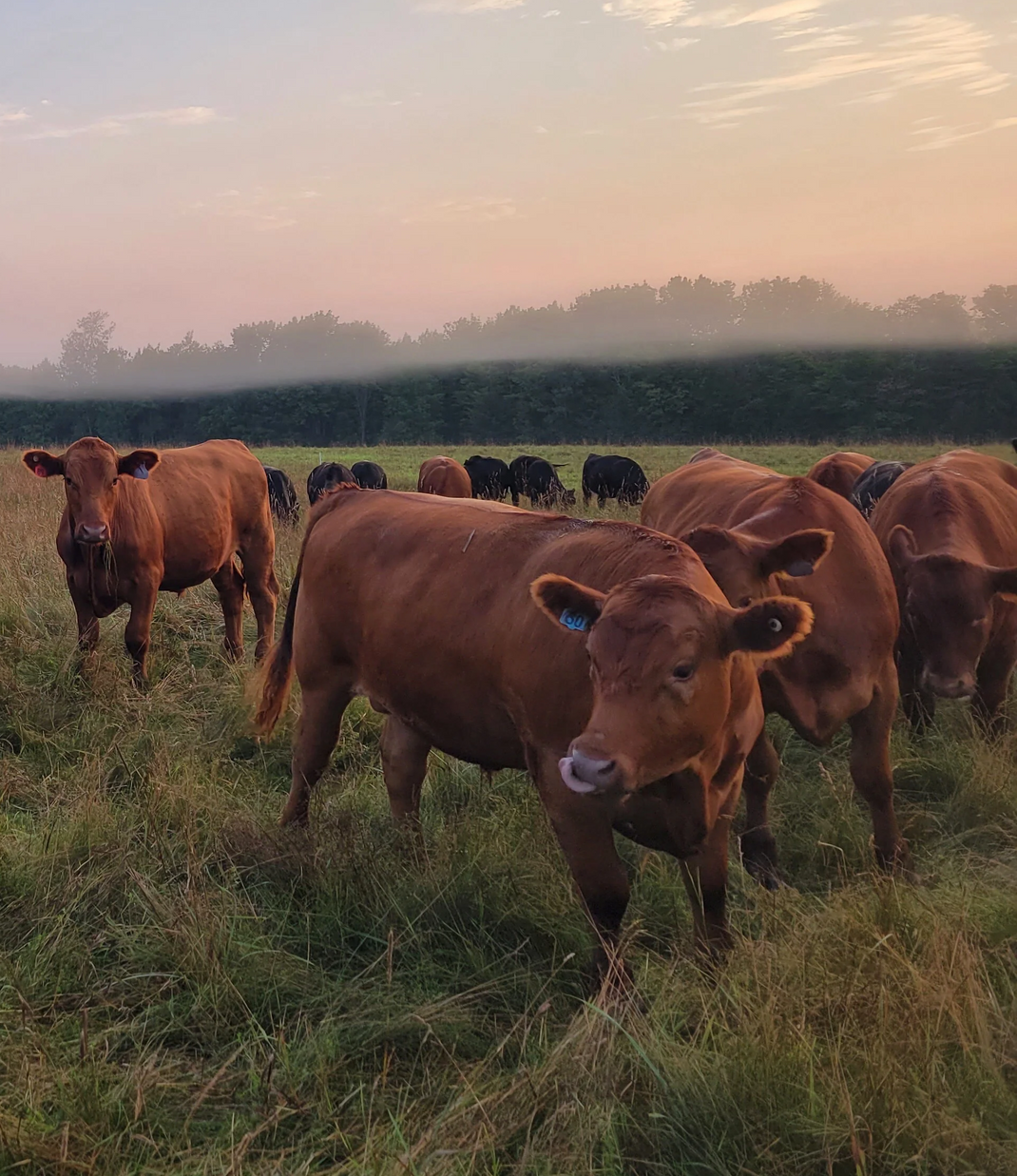 Ancestral Blend Ground Beef | Pasture-Raised Beef | Heartstone Farm